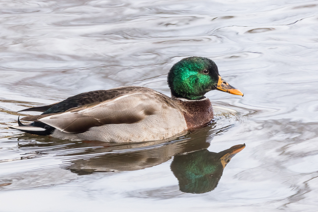 Mallard from Reston, VA, USA on January 28, 2023 at 11:20 AM by Ed Hass ...