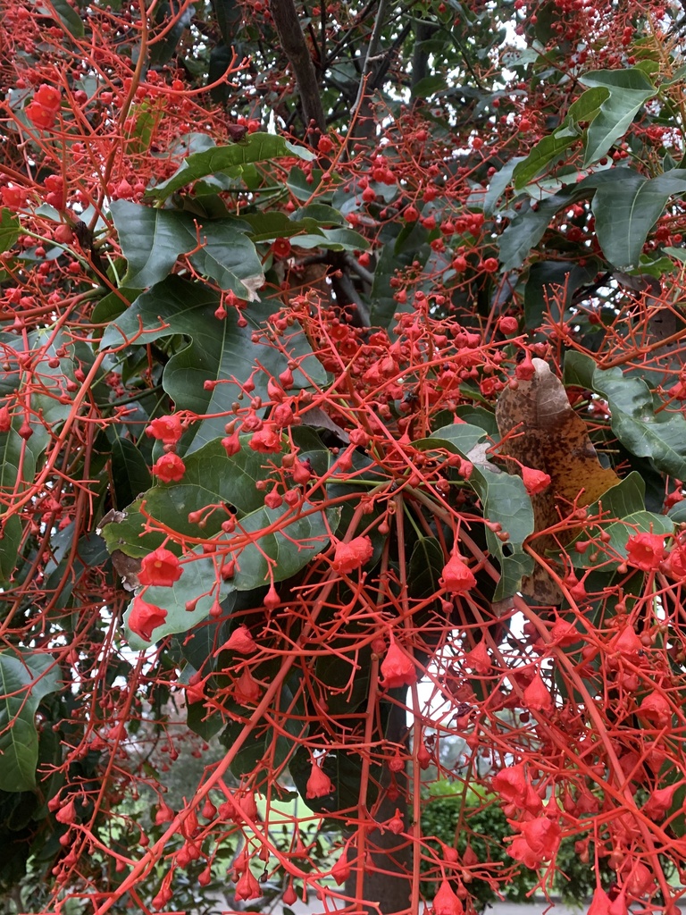 flame tree (Brachychiton acerifolius) - Botanical Realm