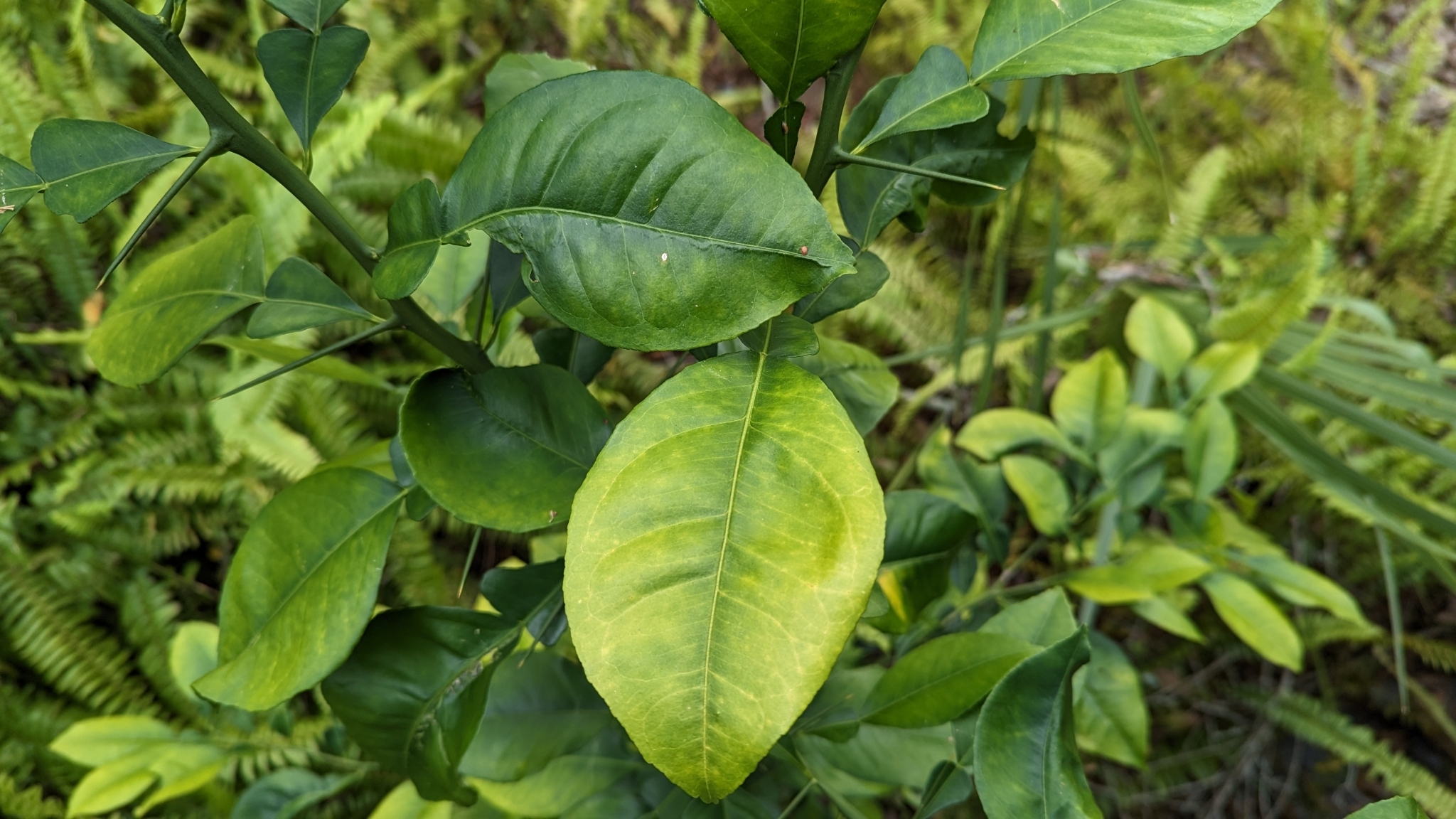 Citrus ×aurantium L.