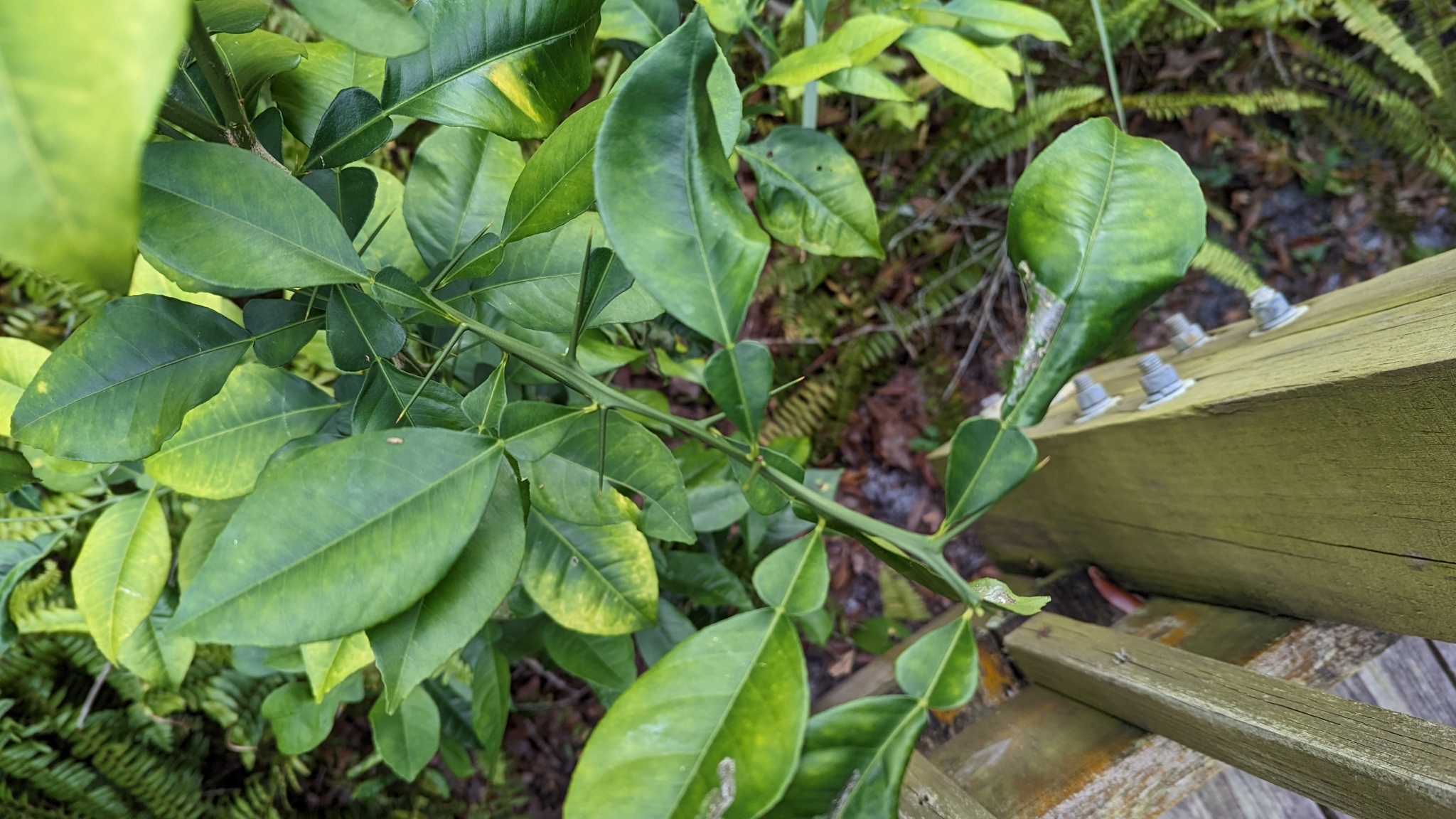 Citrus ×aurantium L.