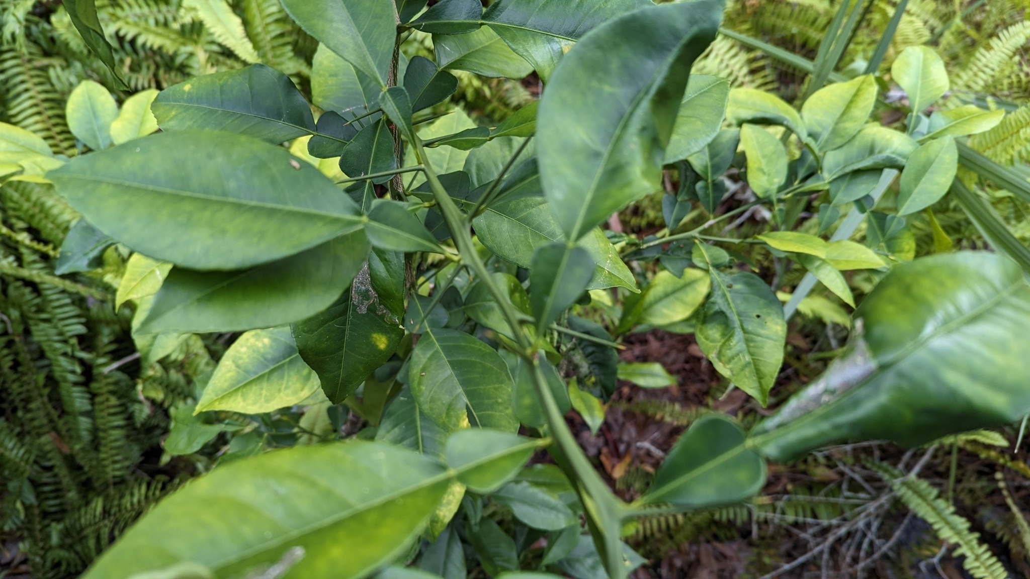 Citrus ×aurantium L.