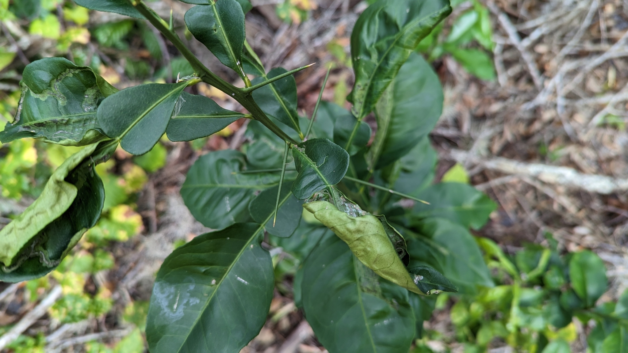 Citrus ×aurantium L.