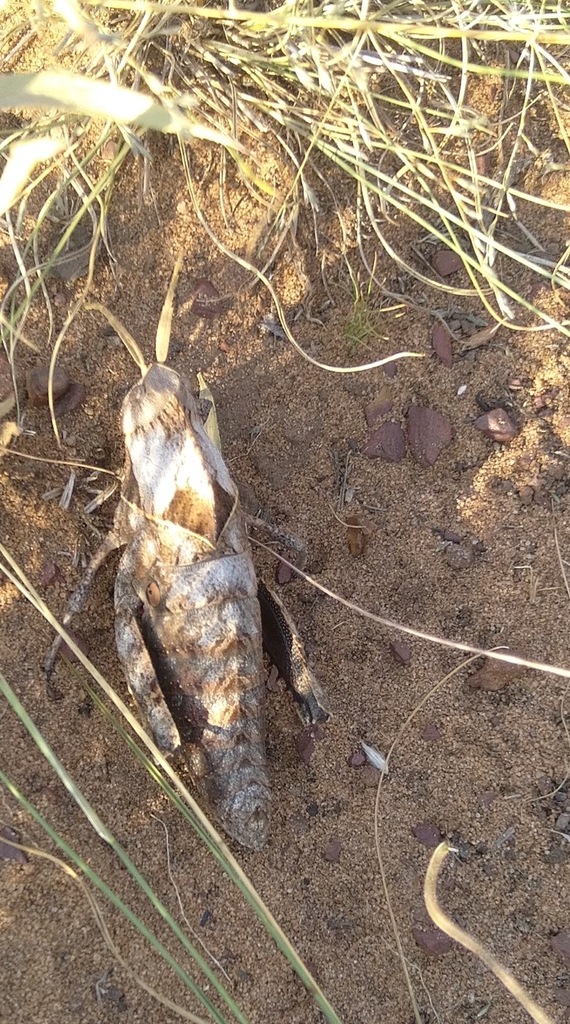 Shieldback Locusts from Carletonville, 2499, South Africa on January 28 ...