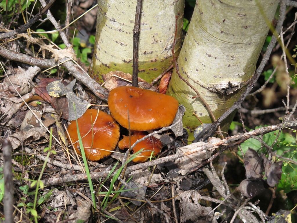 Flammulina populicola from Arteaga, Coah., México on September 17, 2018 ...