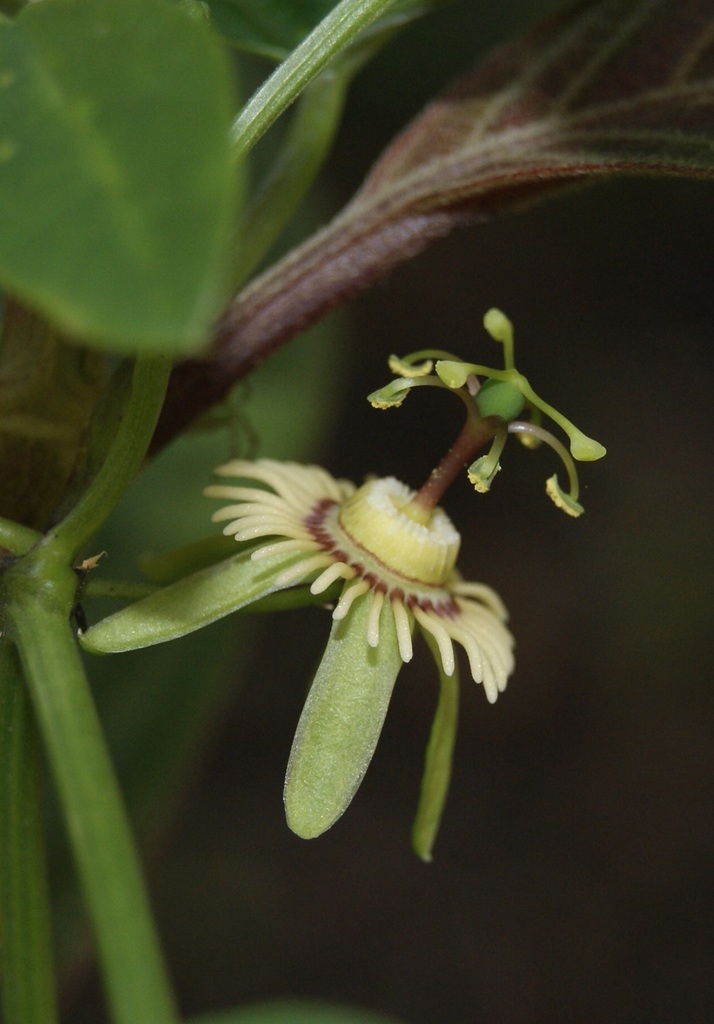 Passiflora apetala from Puntarenas, CR-PU, CR on January 22, 2023 at 11 ...