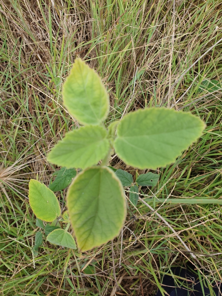 flannel weed from Marcoola QLD 4564, Australia on January 17, 2023 at ...