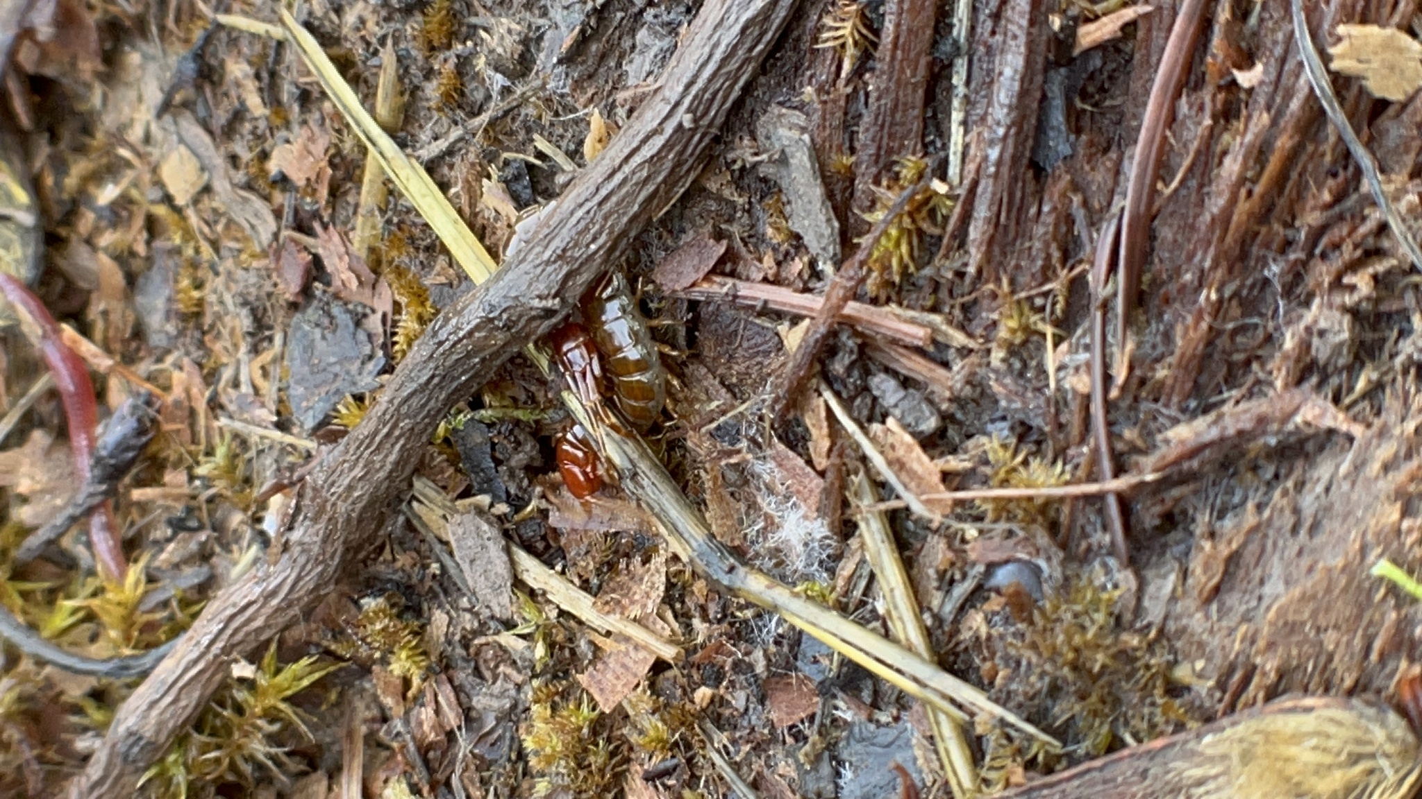 Scolopocryptopidae