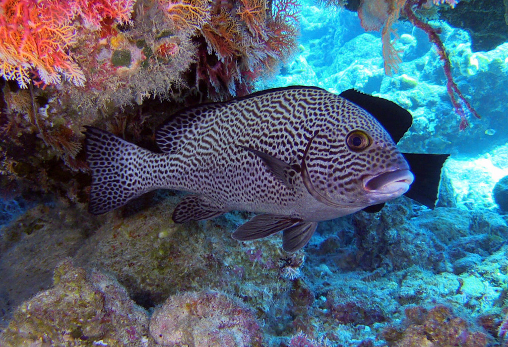 (Plectorhinchus) - Marine Life Identification