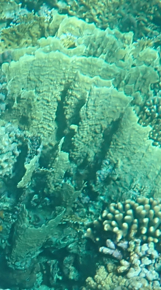 Millepora platyphylla Hemprich & Ehrenberg, 1834