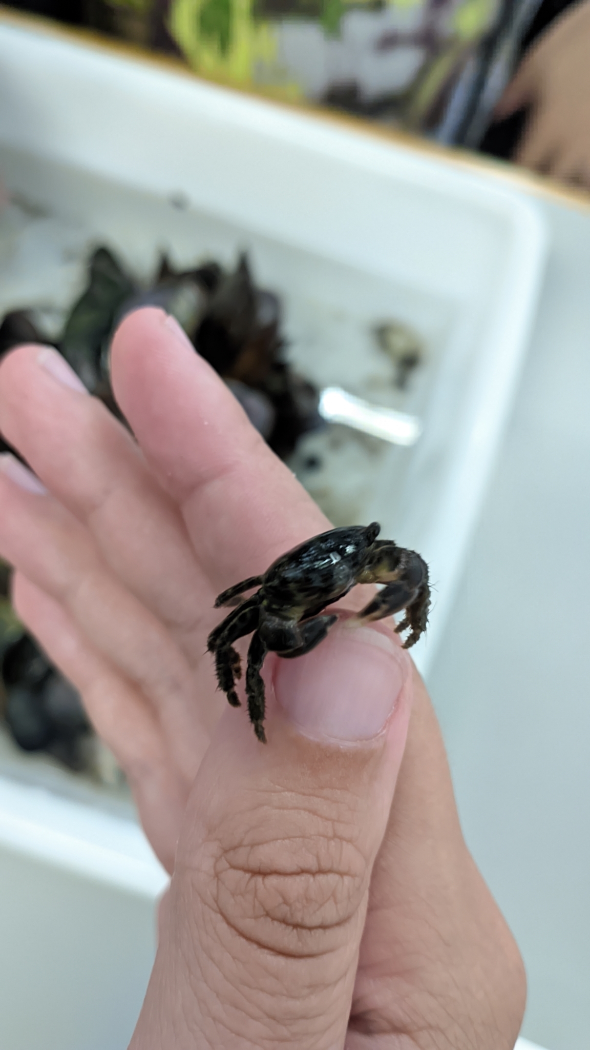 Pachygrapsus transversus (Gibbes, 1850)