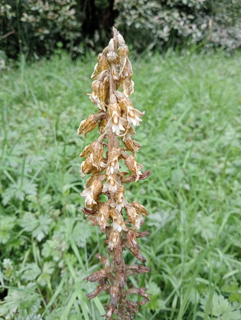 Gastrodia molloyi from Piano Flat, New Zealand on January 23, 2023 at ...