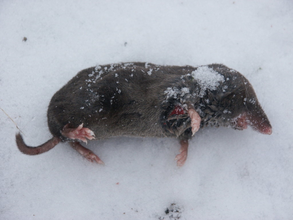 Northern Short-tailed Shrew from maison Ville-Marie, QC, Canada on ...