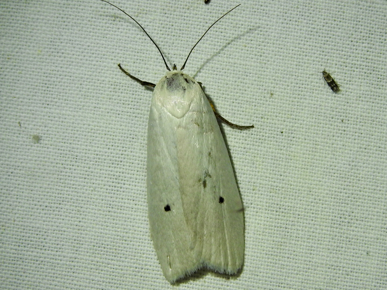 Maroga melanostigma (Wallengren, 1861)