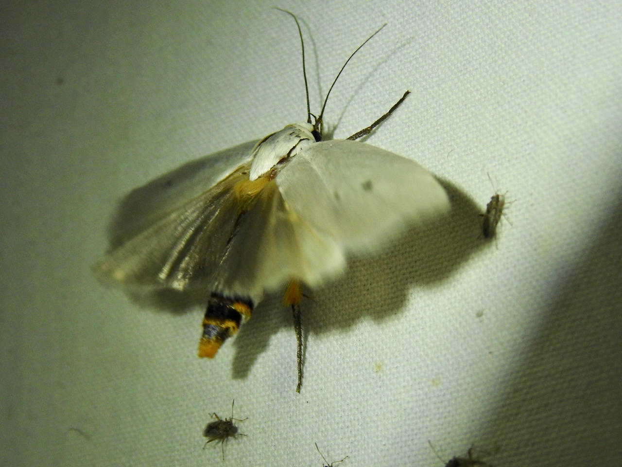 Maroga melanostigma (Wallengren, 1861)