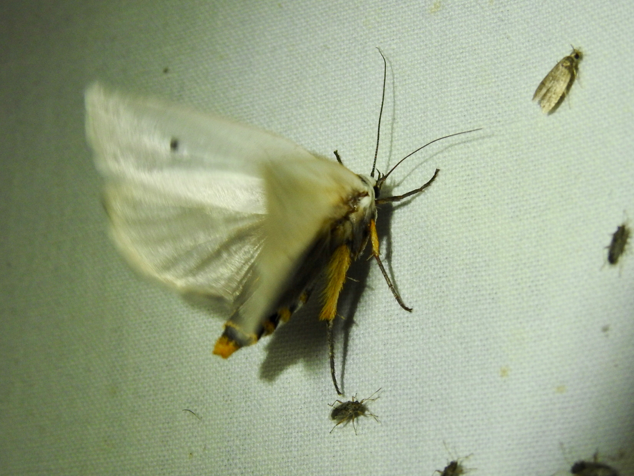 Maroga melanostigma (Wallengren, 1861)