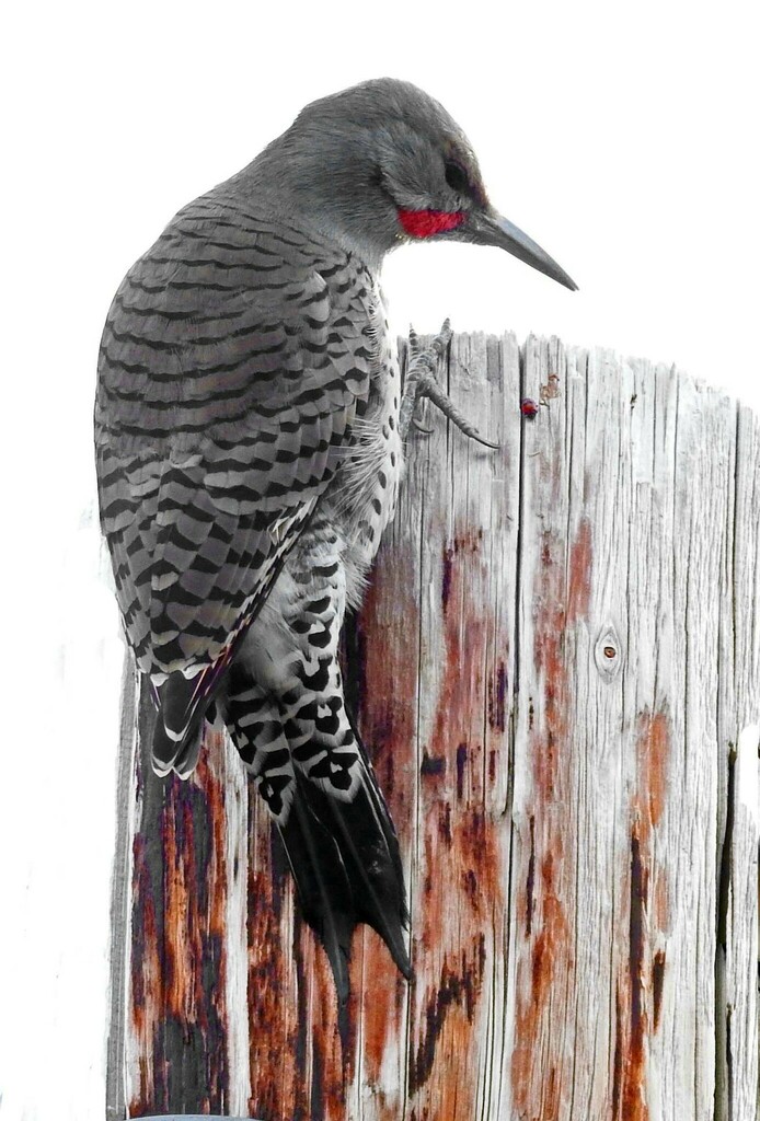 Northern Flicker from Sierra County, CA, USA on November 26, 2022 at 09 ...