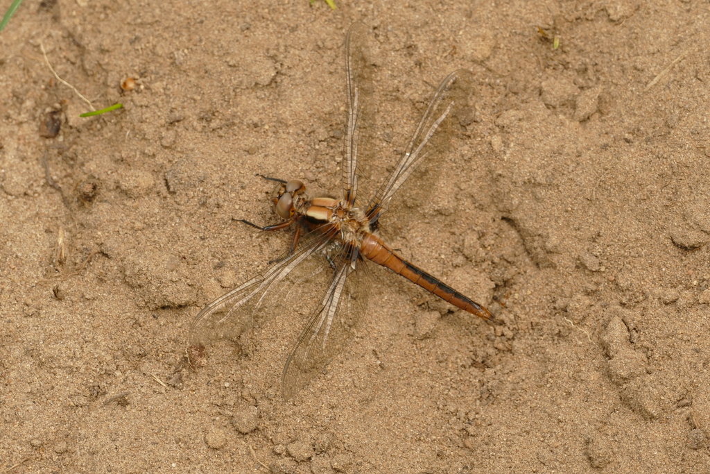 Chalk-fronted Corporal from Sherburne County, MN, USA on May 25, 2020 ...