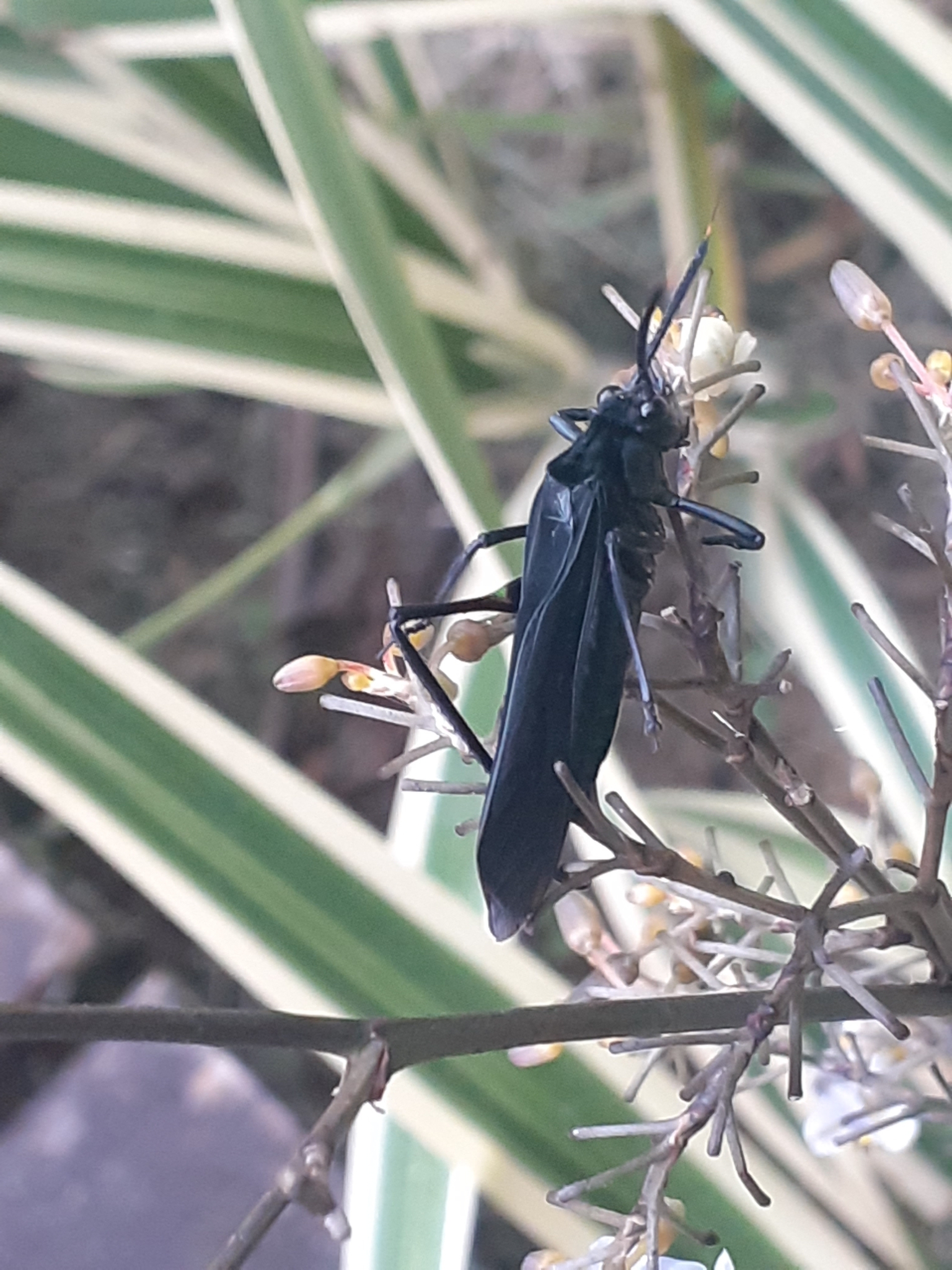 Scaphura nigra (Thunberg, 1824)