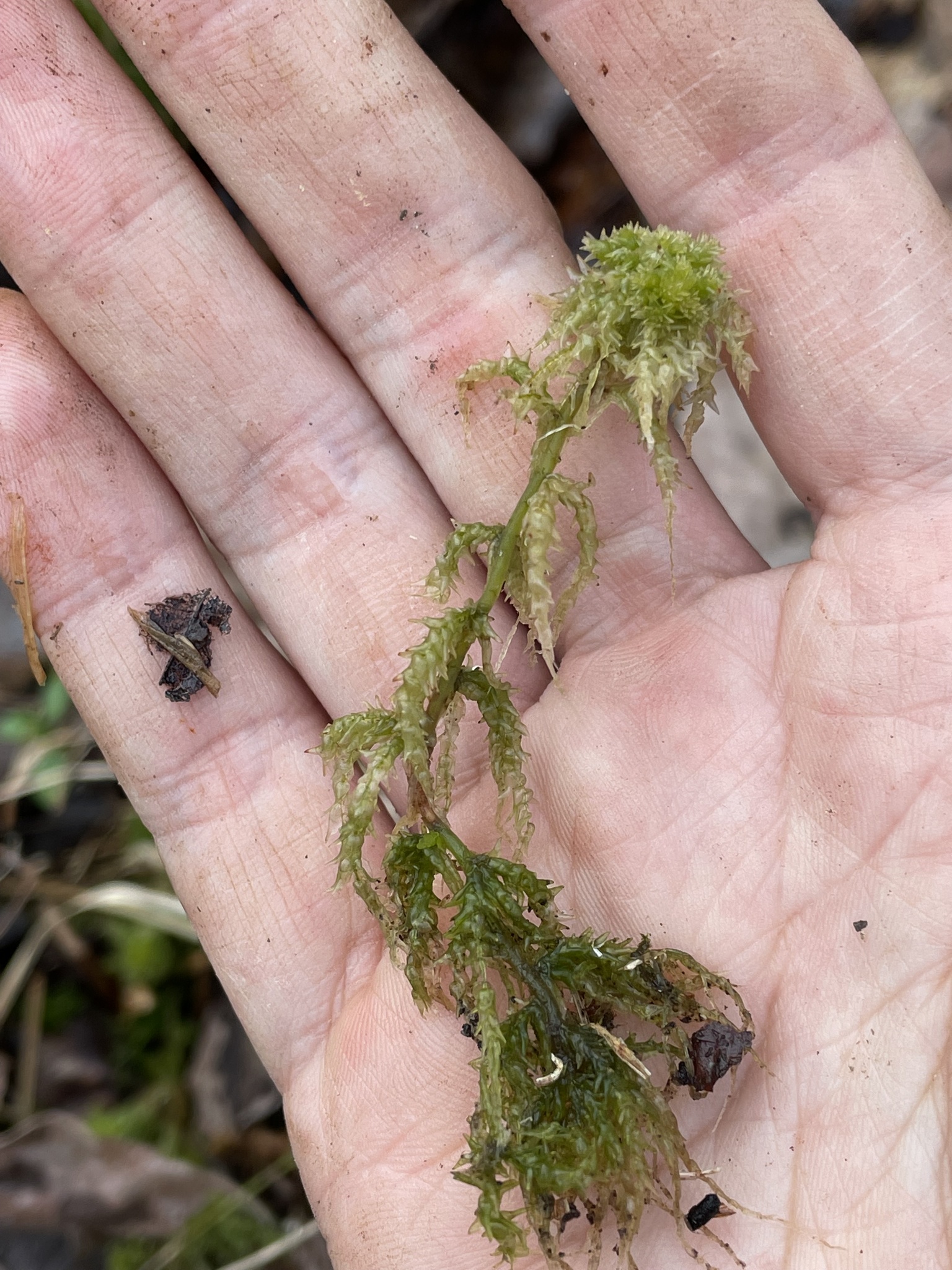 Sphagnum palustre L., 1753