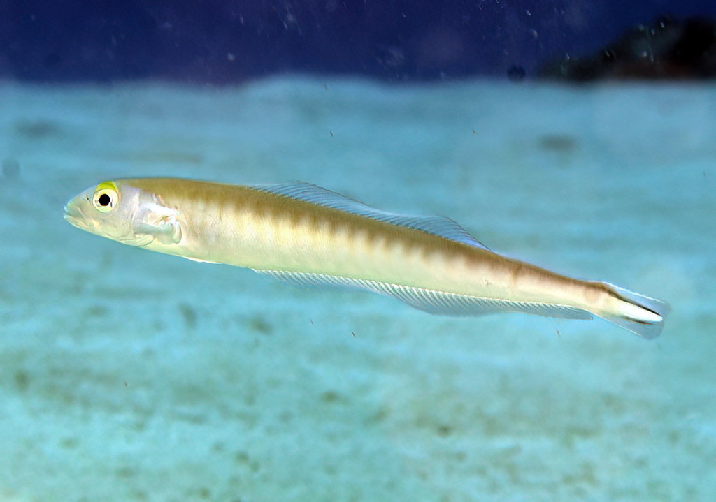 Flagtail Blanquillo from Kwajalein Atoll, RMI on August 11, 2014 by ...