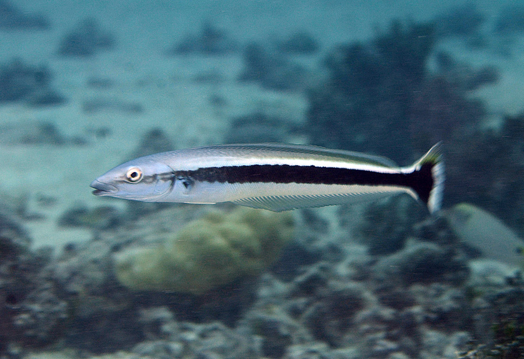 Tilefishes (Malacanthidae) - Marine Life Identification