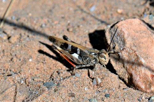 Oedaleus plenus · iNaturalist Mexico