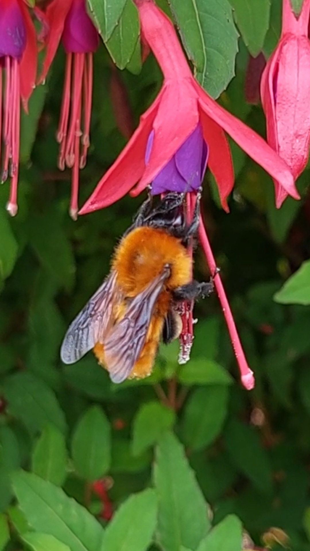 Bombus dahlbomii Guérin-Méneville, 1835