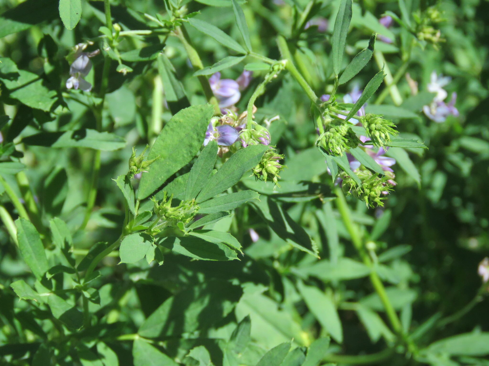 Medicago sativa L.