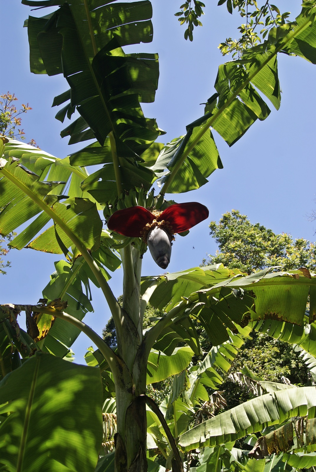 Musa ×paradisiaca L.