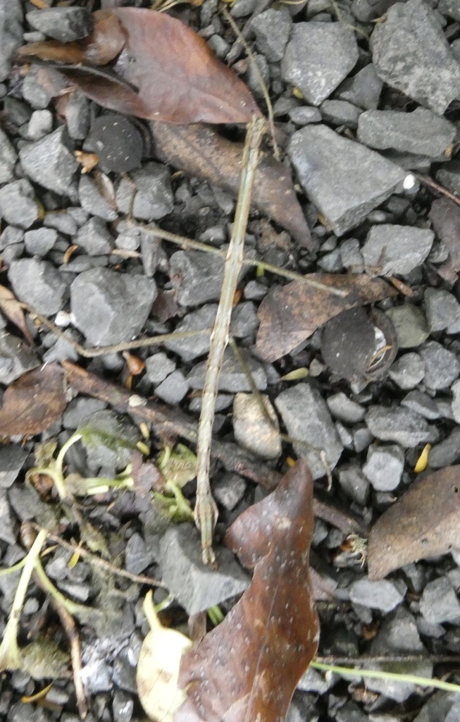 Smooth Stick Insect from Rotokauri, Baverstock 3289, New Zealand on ...
