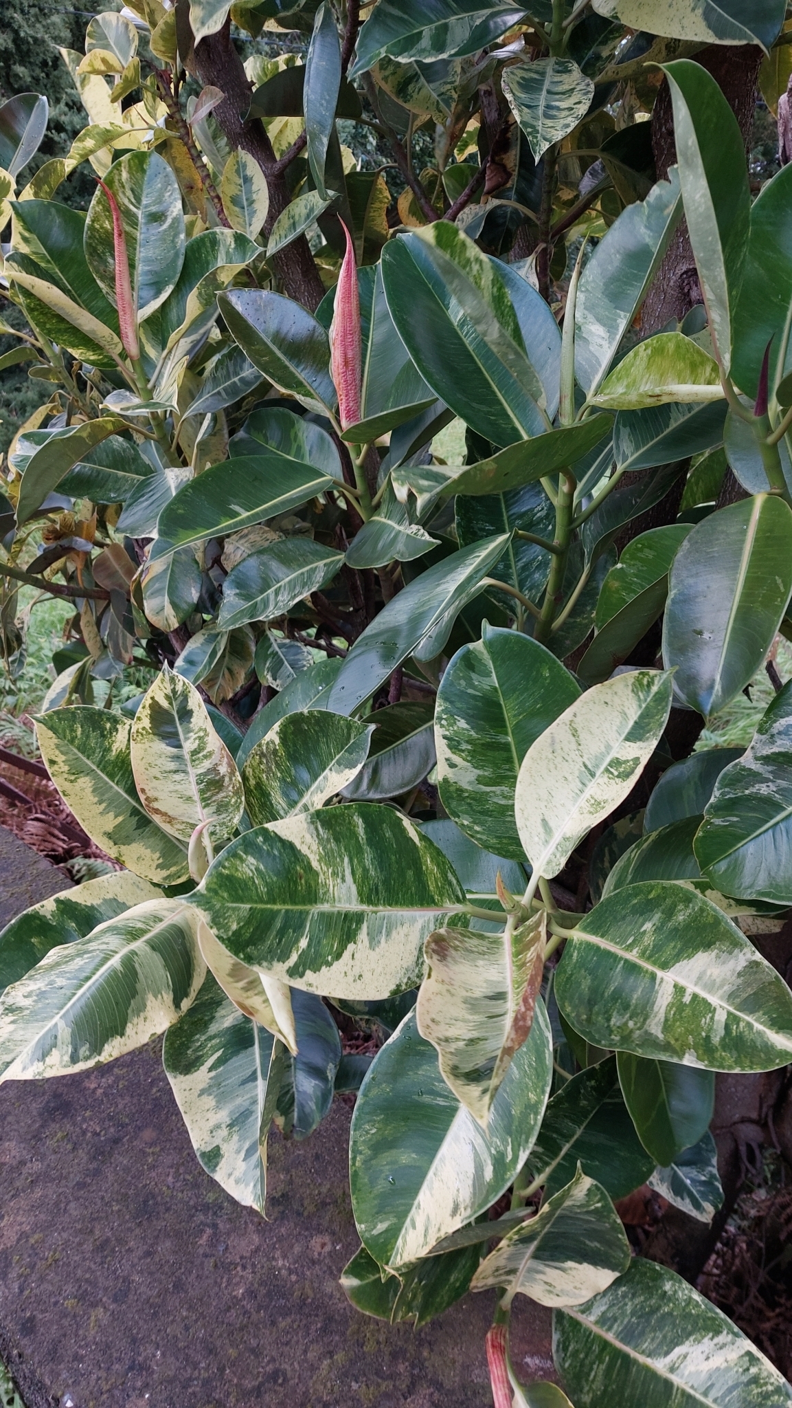 Ficus elastica Roxb.