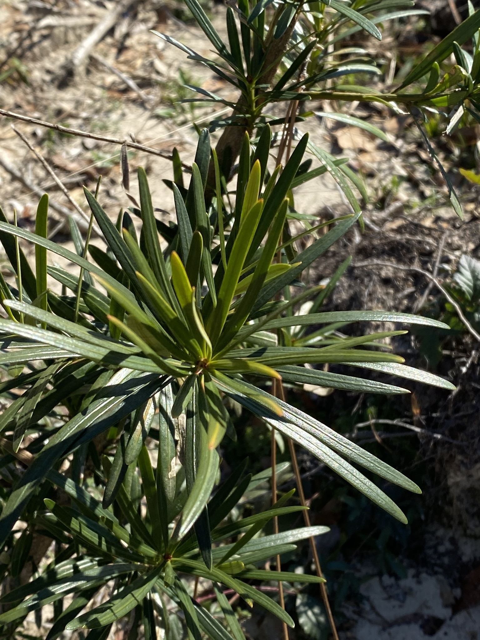 Podocarpus macrophyllus (Thunb.) Sweet