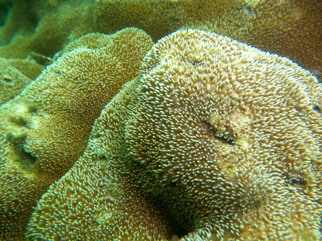 Pavona gigantea (Creatures of Culebra Reef Gardens) · iNaturalist