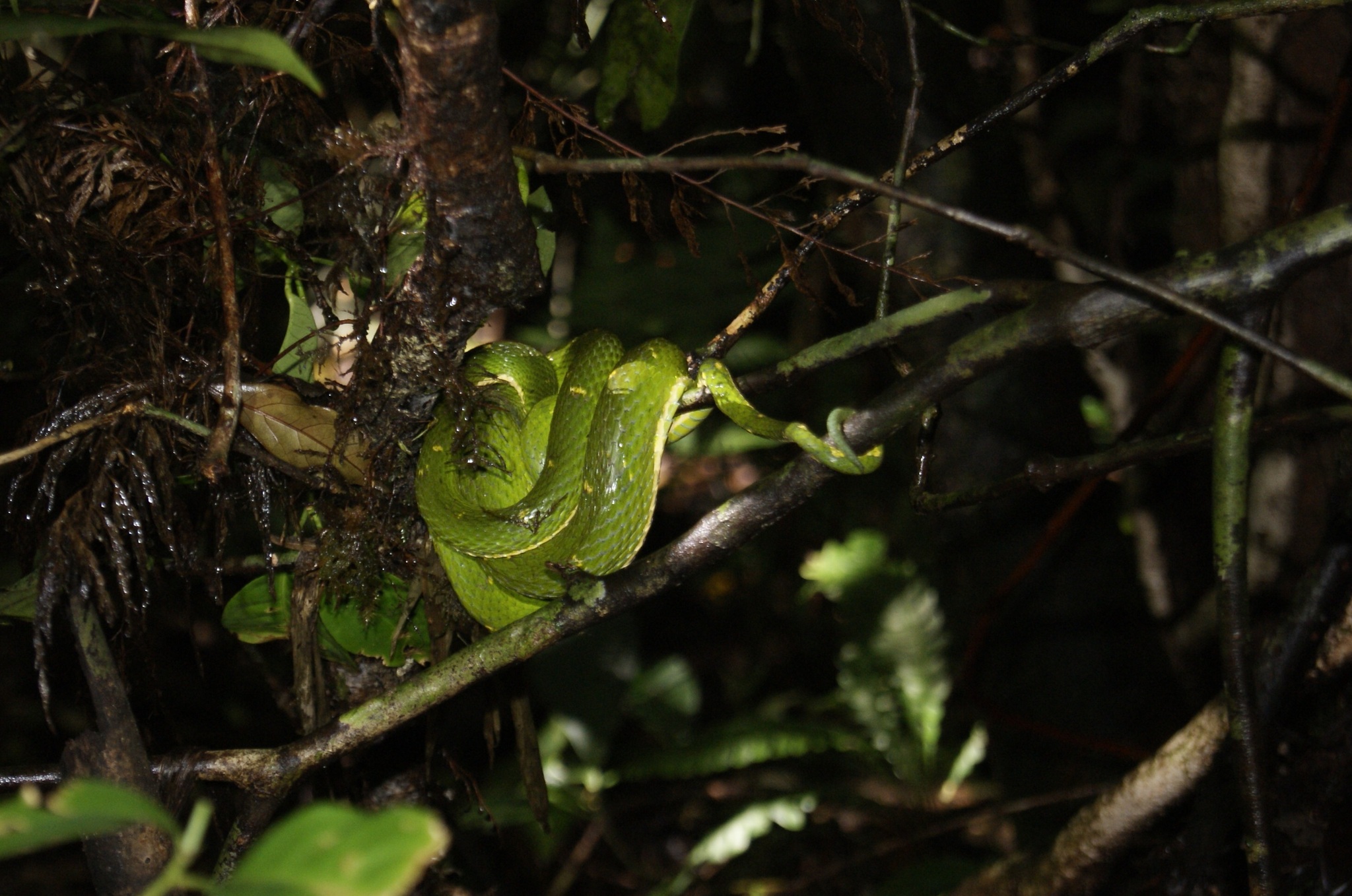 Bothriechis lateralis Peters, 1862