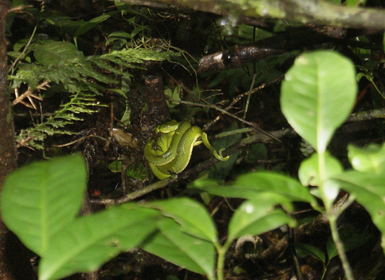Bothriechis lateralis Peters, 1862