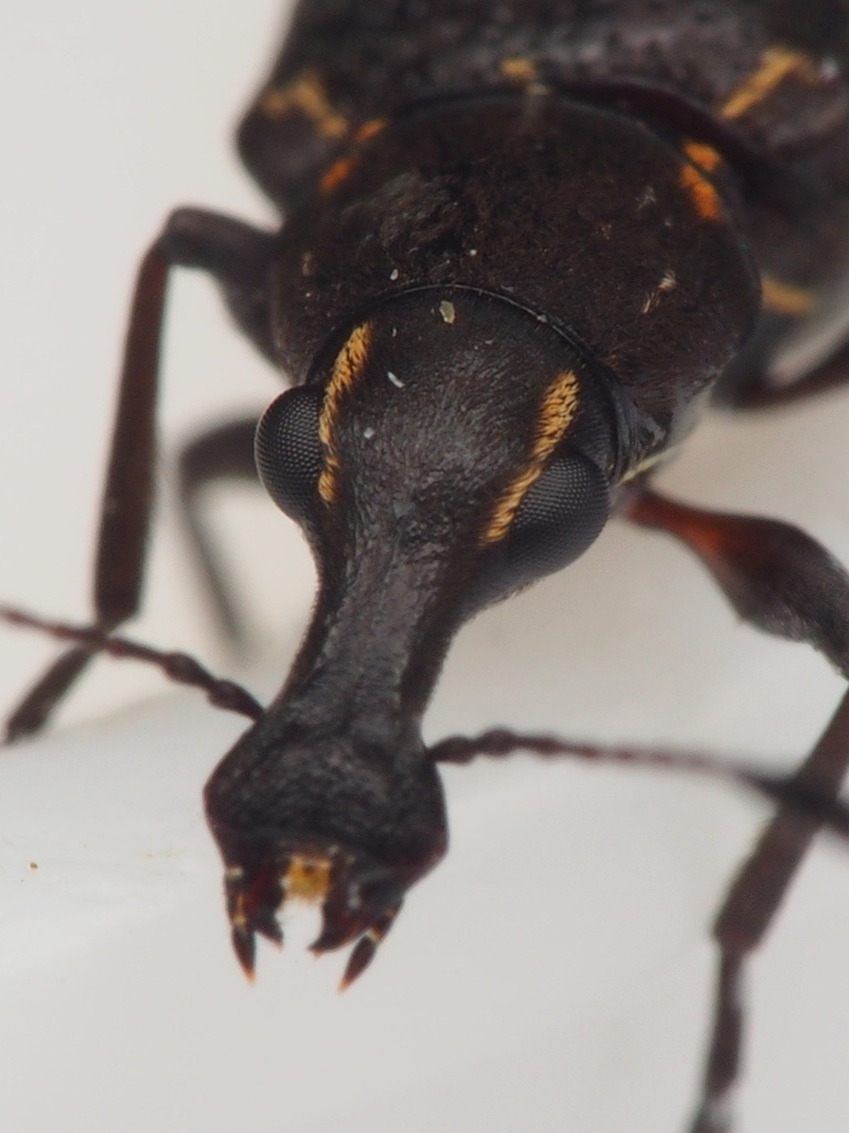 Hoplorhaphus spinifer from North Island, Kaeo, Northland, NZ on January ...