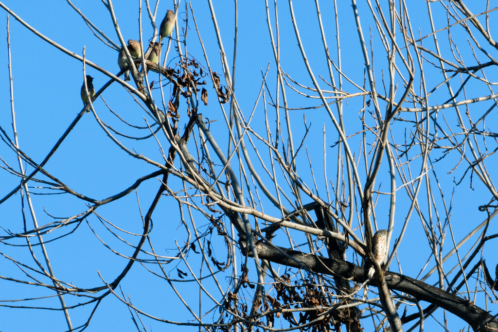 Sharp-shinned Hawk from Meiners Oaks, CA 93023, USA on January 28, 2023 ...