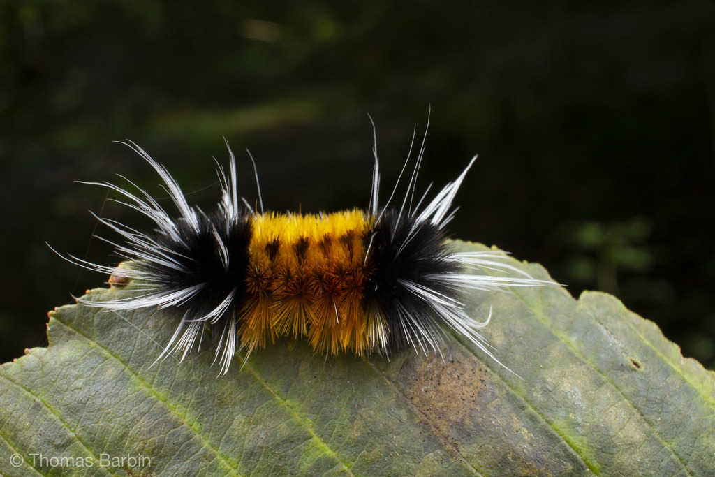 Spotted Tussock Moth from Langford, BC, Canada on September 22, 2018 at ...