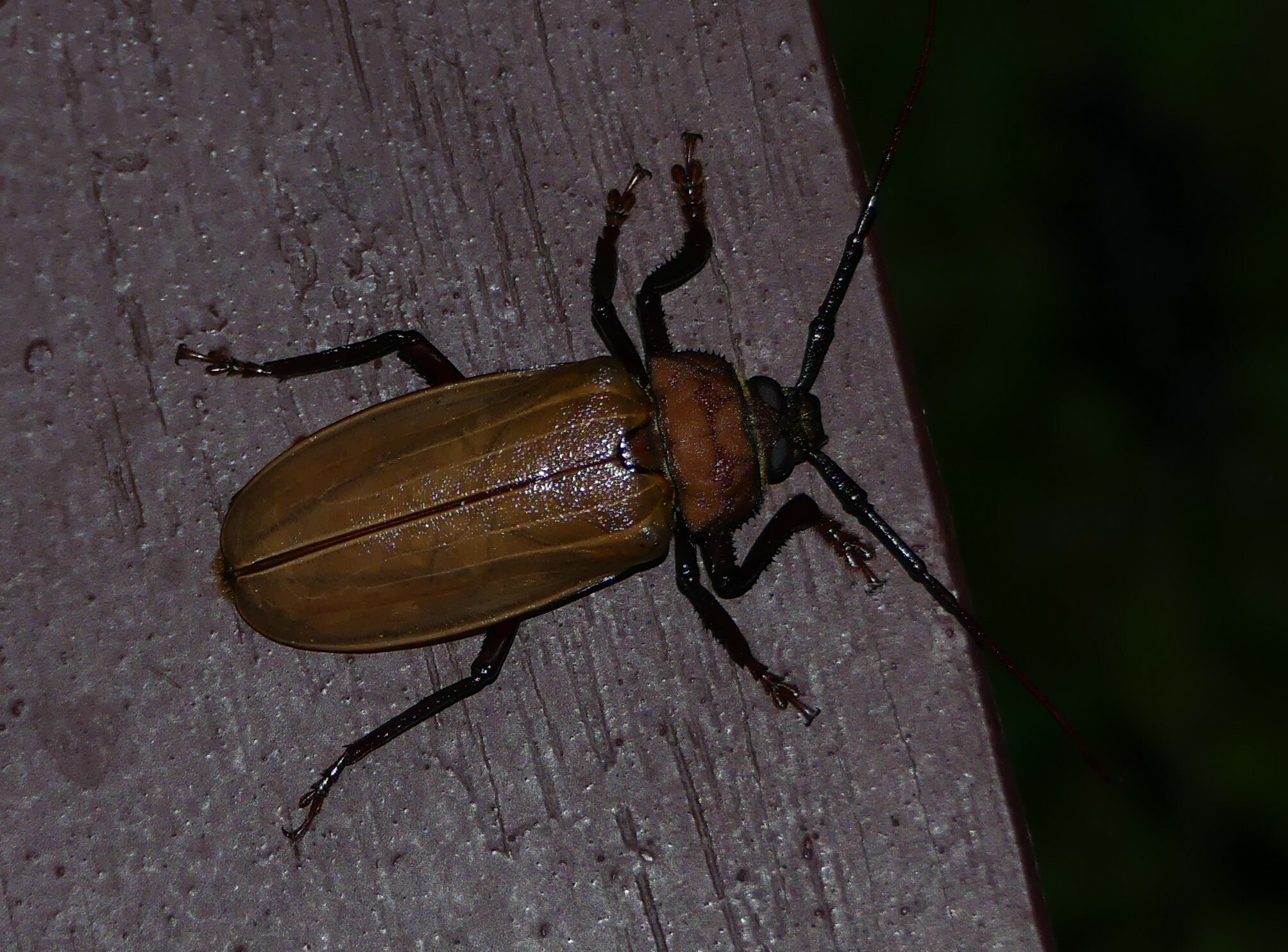 Agrianome spinicollis (MacLeay, 1826)