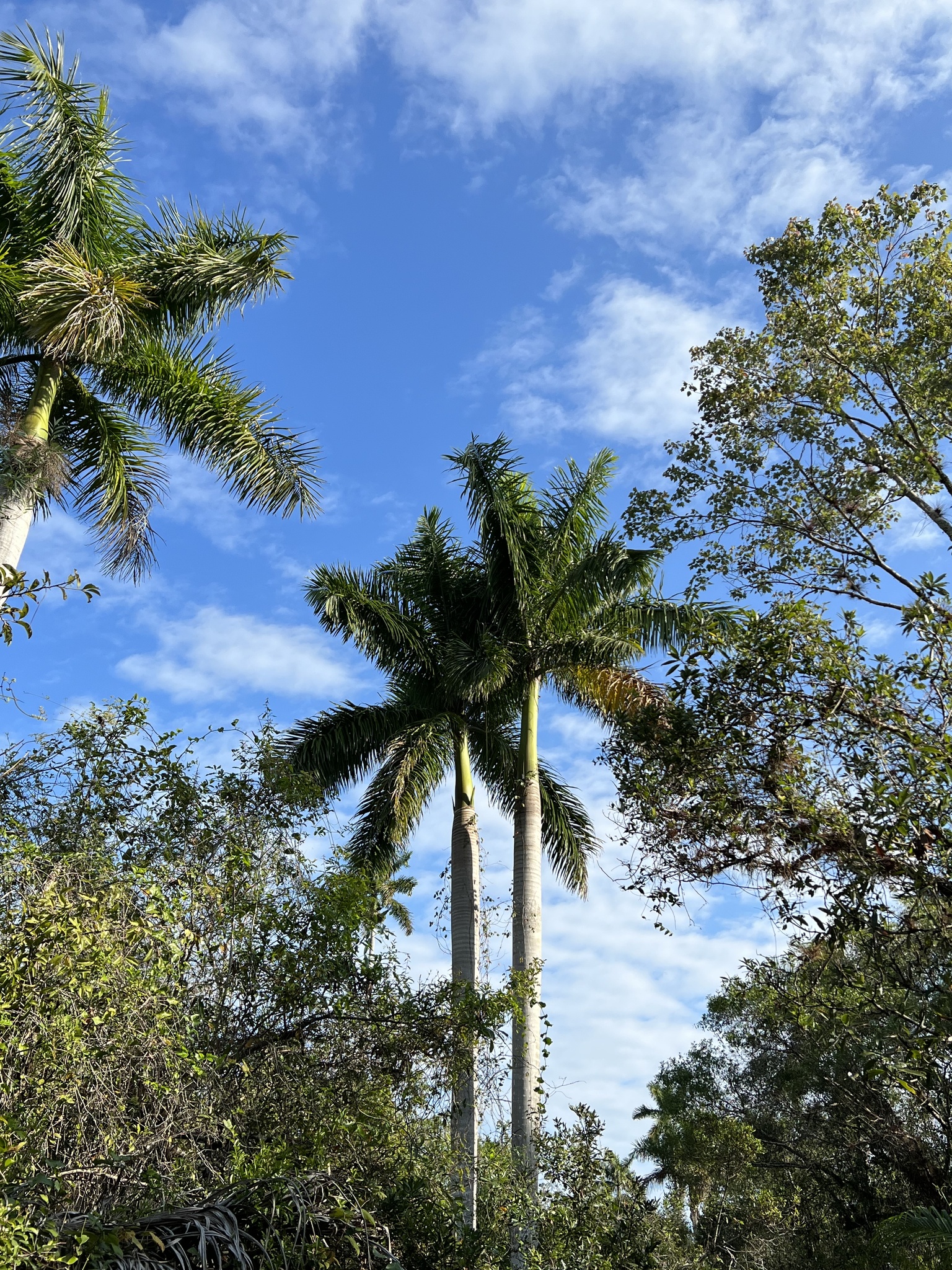 Roystonea regia (Kunth) O.F.Cook