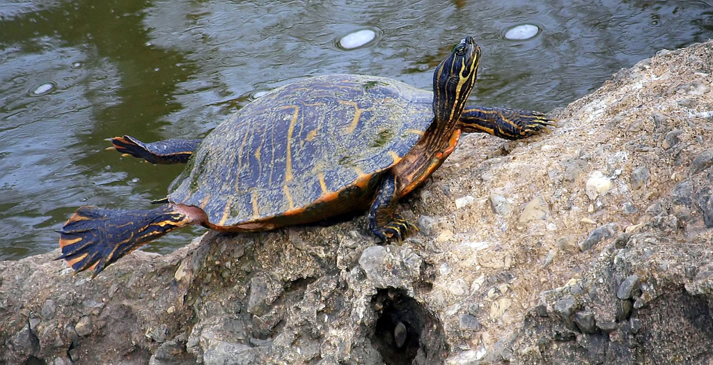 River Cooter from Dallas, TX, USA turtle rock on January 14, 2020 at 11 ...