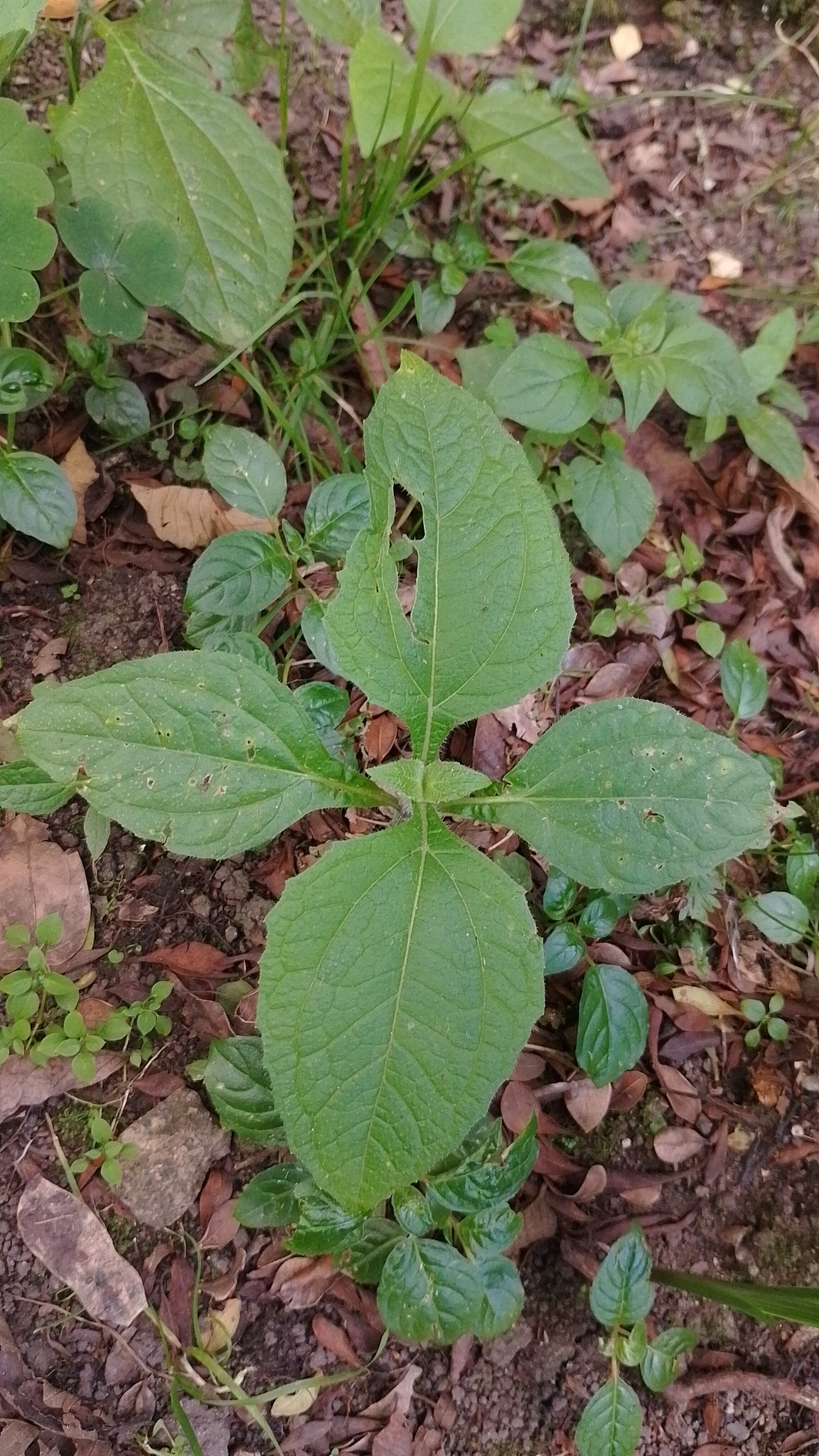 Smallanthus pyramidalis (Triana) H.Rob.