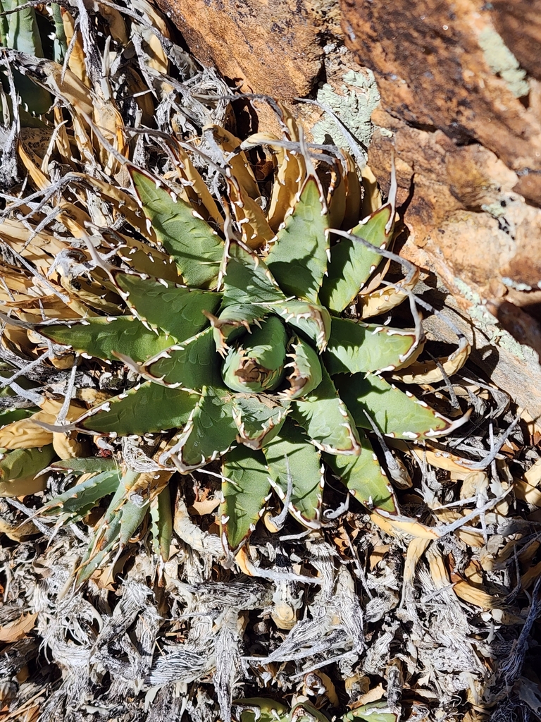 Utah Agave in January 2023 by blakewxb · iNaturalist