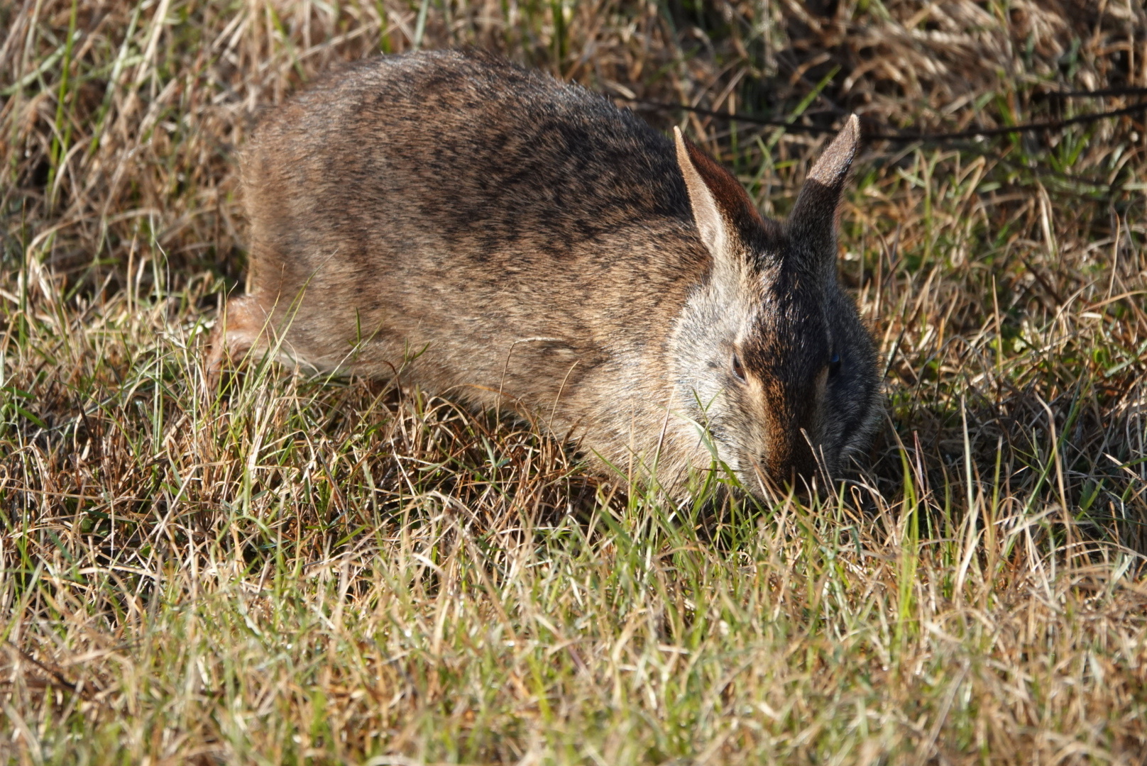 Sylvilagus palustris (Bachman, 1837)