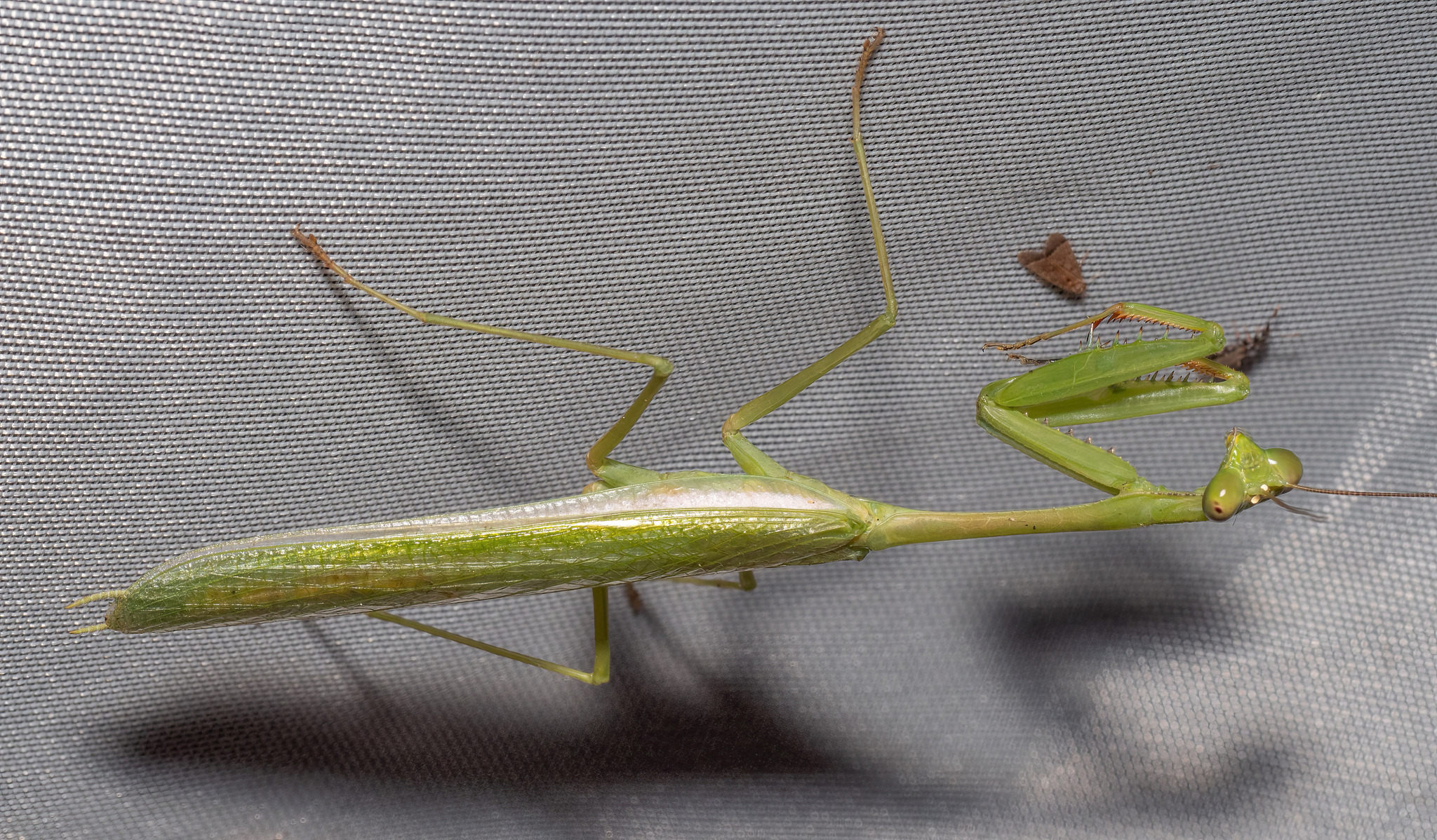 Stagmomantis Saussure, 1869