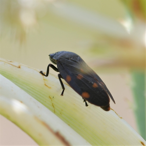 Kanaima fluvialis · iNaturalist United Kingdom