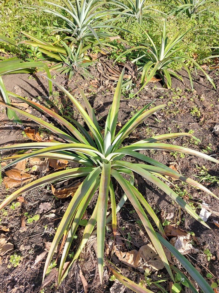 Dwarf Pineapple from 台灣台東縣 on January 14, 2023 at 03:09 PM by 胡正恆 ...