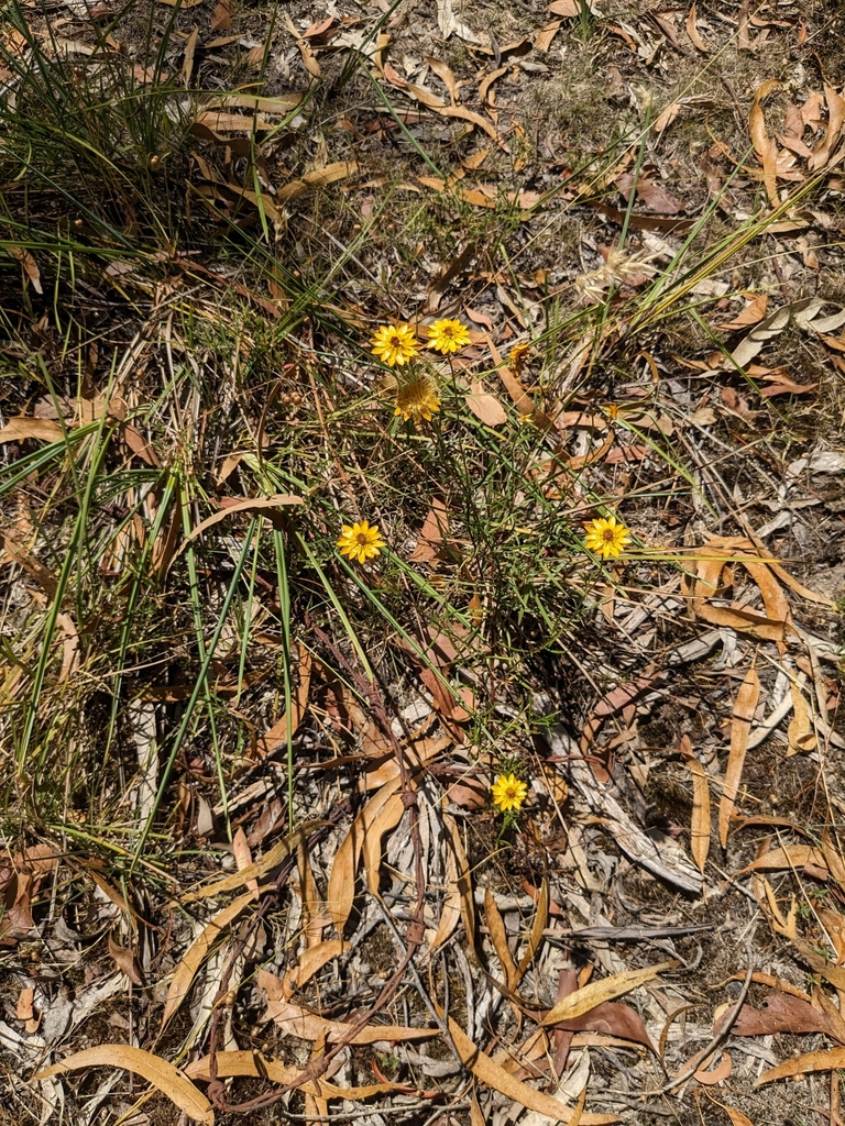 sticky everlasting from Smiths Gully VIC 3760, Australia on January 27 ...