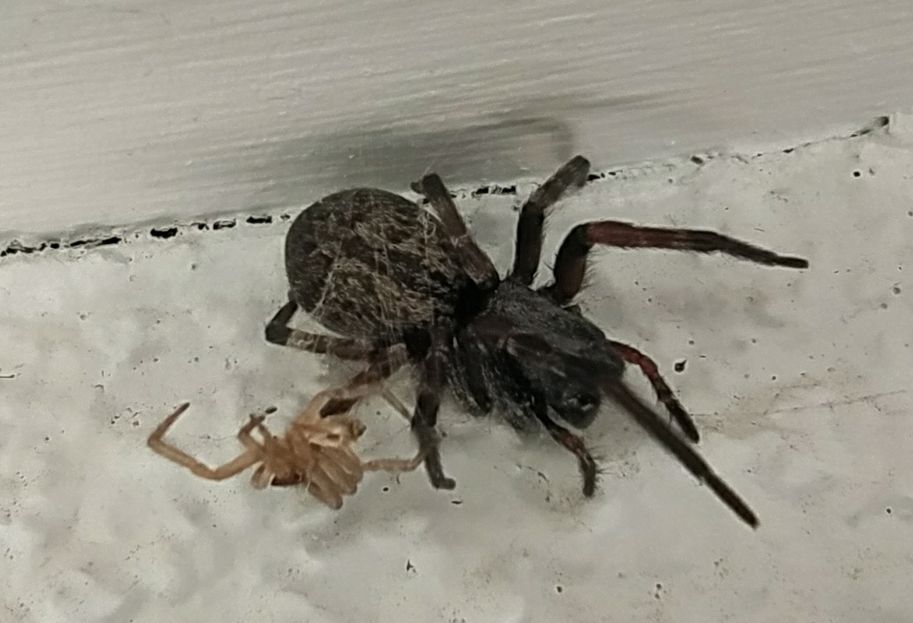 House Spiders from 8 Pennine Way on January 29, 2023 at 01:42 PM by ...
