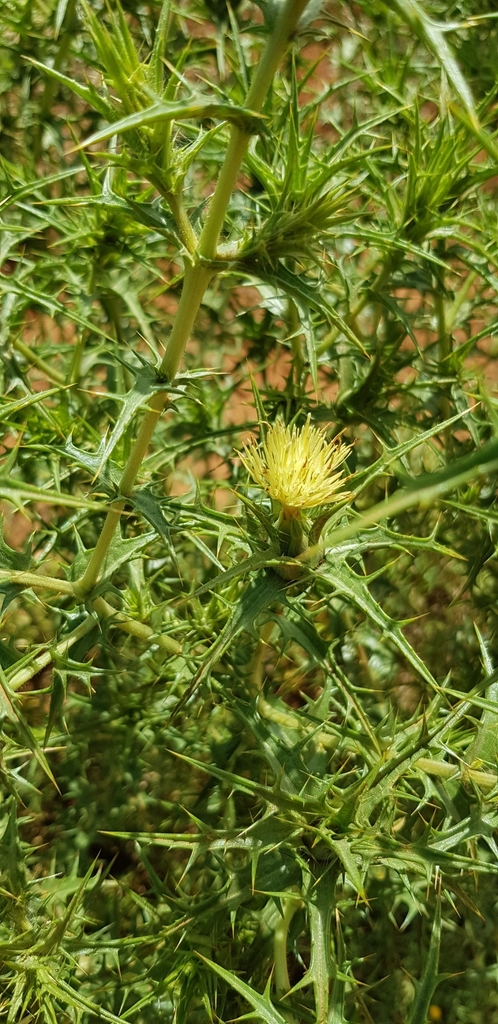 Cardueae from Hiltaba SA 5717, Australia on November 20, 2022 at 11:29 ...